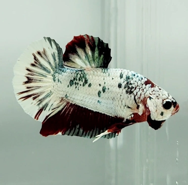 Fancy Red Copper Koi Male Betta Fish RC-1172 — JV Betta