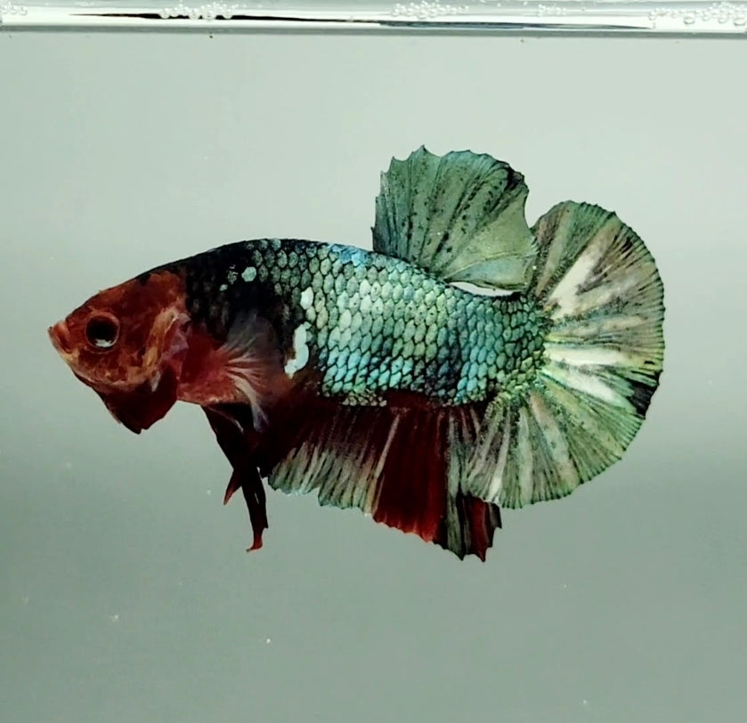 Red Copper Koi Male Betta Fish RC-1176 — JV Betta