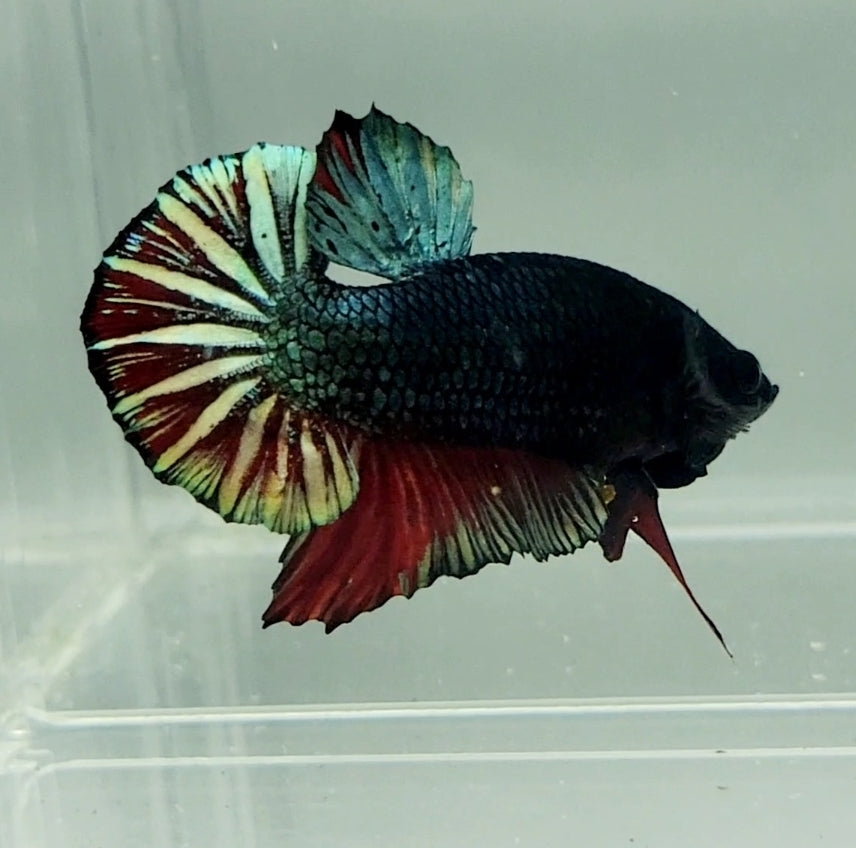 Avatar Copper Red Male Betta Fish AC-1180 — JV Betta