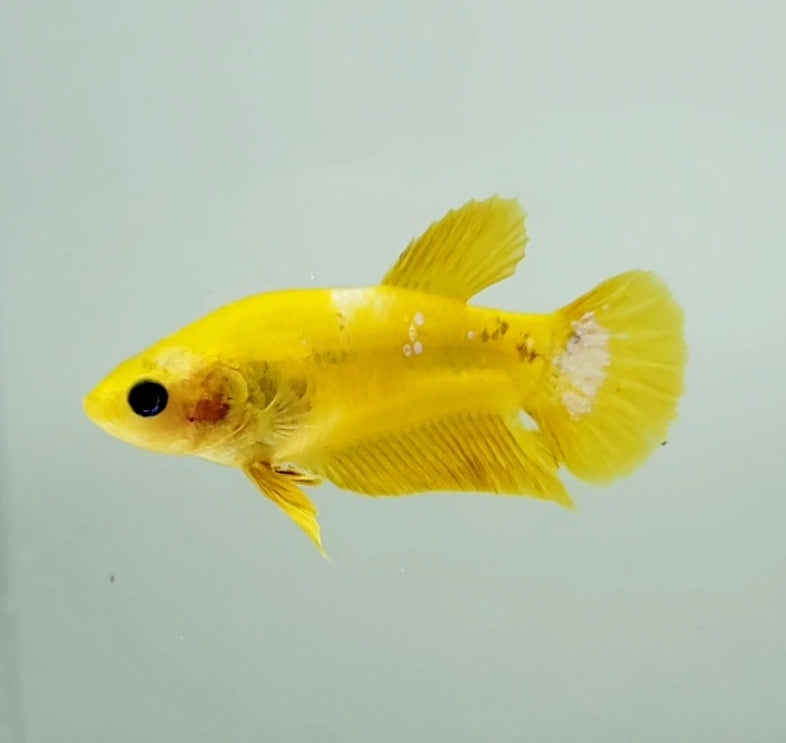 Yellow Fancy Female Betta Fish YF-1200 — JV Betta
