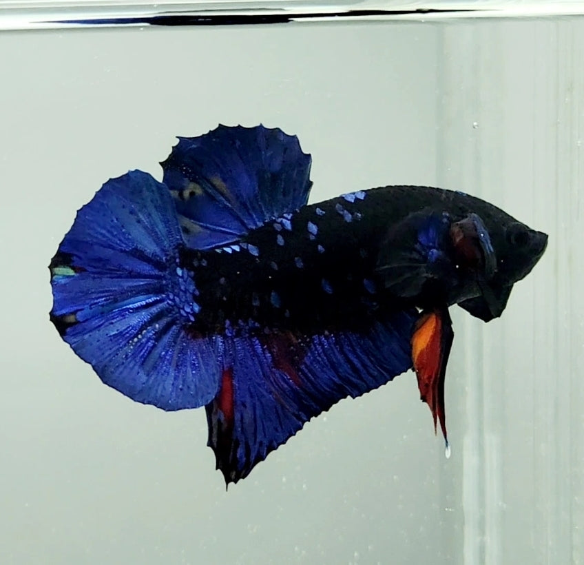 Avatar Gordon Male Betta Fish AV-1198 — JV Betta