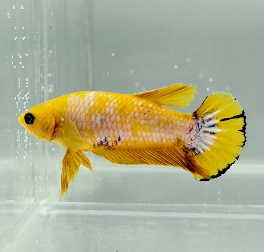 Yellow Fancy Female Betta Fish YF-1187 — JV Betta