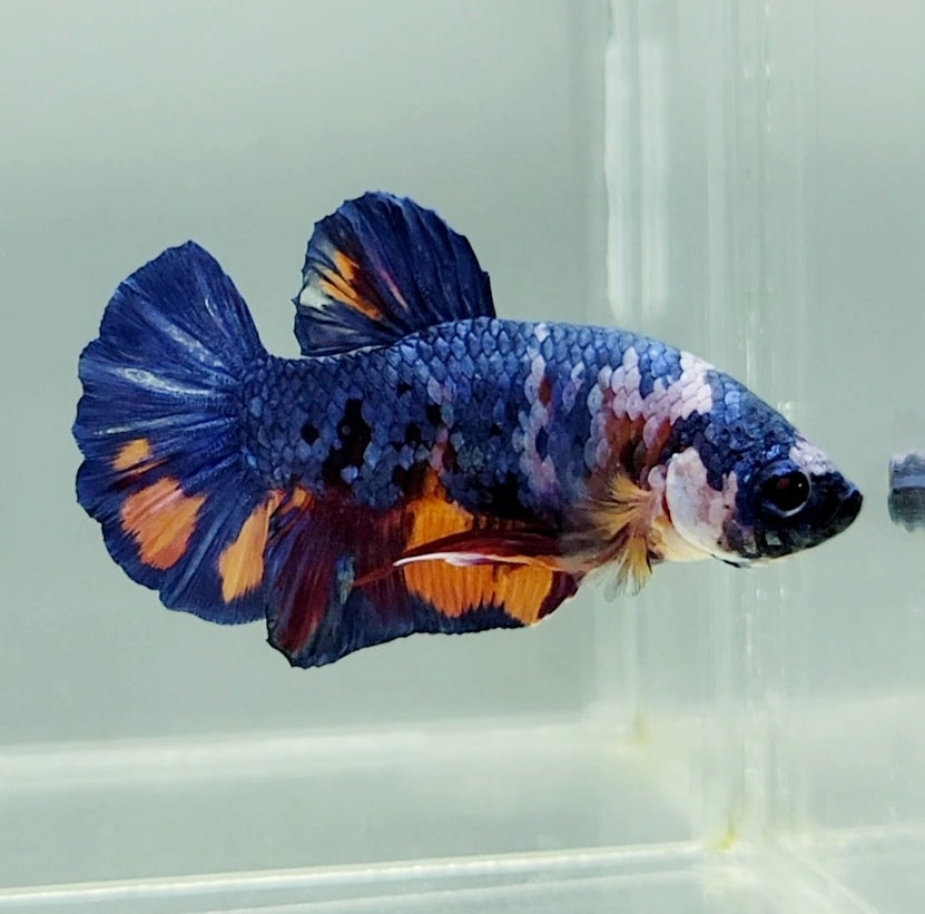 Candy Galaxy Koi Male Betta Fish GK-1181 — JV Betta