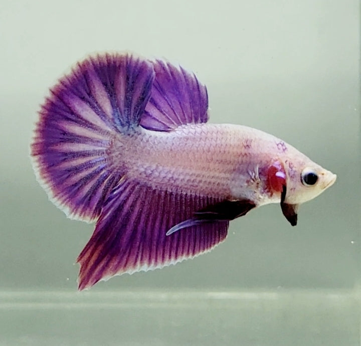 Pinky Purple Betta Fish PP-1235 — JV Betta