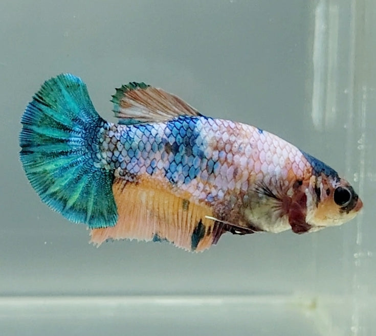 Galaxy Koi Female Betta Fish GK-1567 — JV Betta