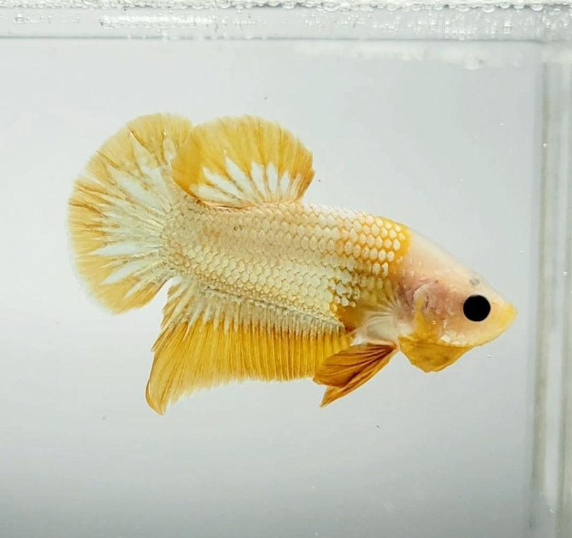 Male Betta Fish | Male Betta Fish for Sale — JV Betta