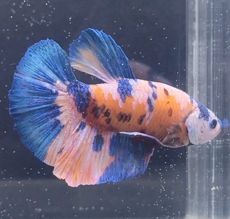 Galaxy Koi Betta Fish Male GK-1647 — JV Betta