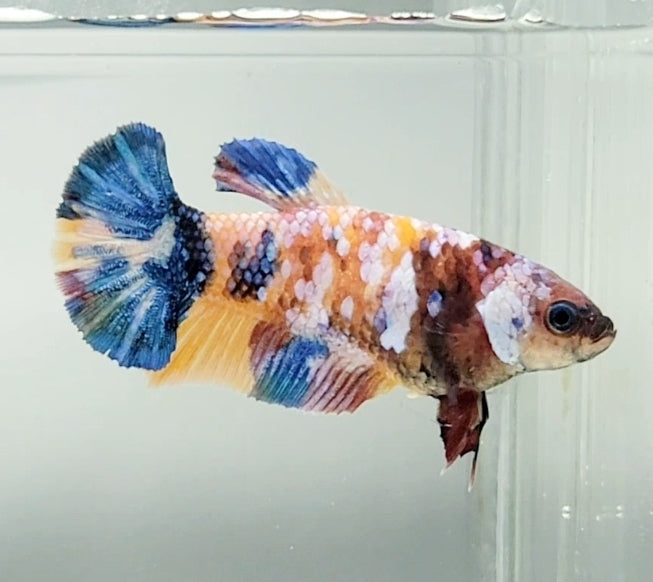 Galaxy Koi Female Betta Fish GK-1568 — JV Betta