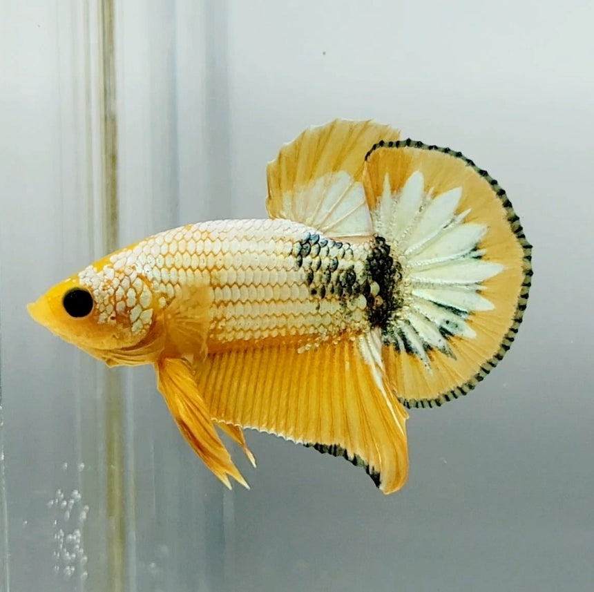 Male Betta Fish | Male Betta Fish for Sale — JV Betta