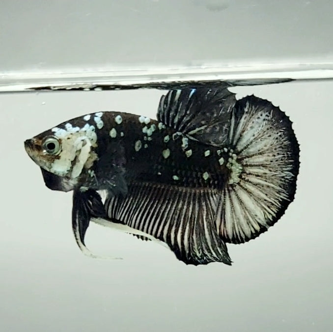 Black Mamba Betta Fish Male BM-1507 — JV Betta