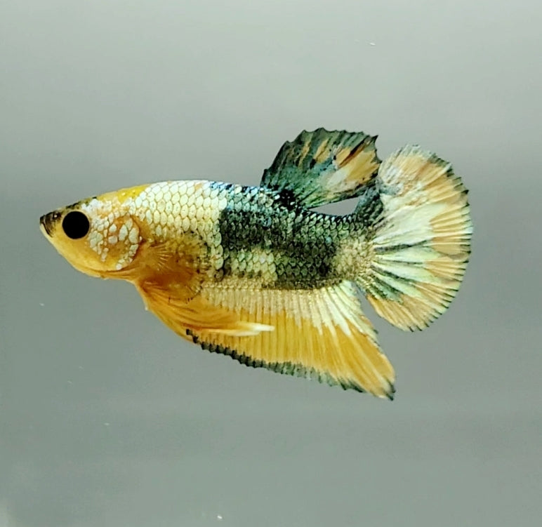 Yellow Fancy Male Betta Fish YF-1332 — JV Betta