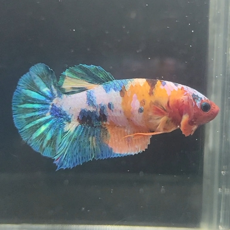 Galaxy Koi Betta Fish Female GK-1640 — JV Betta