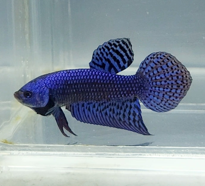 Blue Alien Betta Fish BA-1562 — JV Betta