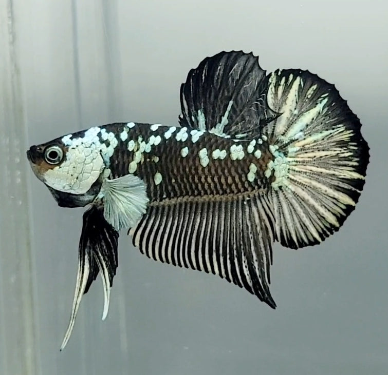 Black Mamba Betta Fish Male BM-1592 — JV Betta