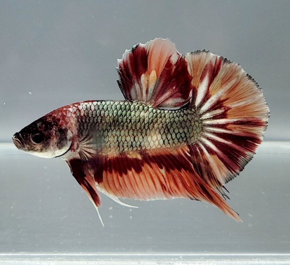 Giant Copper Koi Male Betta Fish GK-1461 — JV Betta