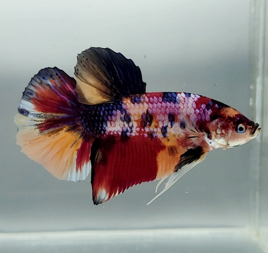 Giant Galaxy Koi Betta Fish Male GB-1552 — JV Betta
