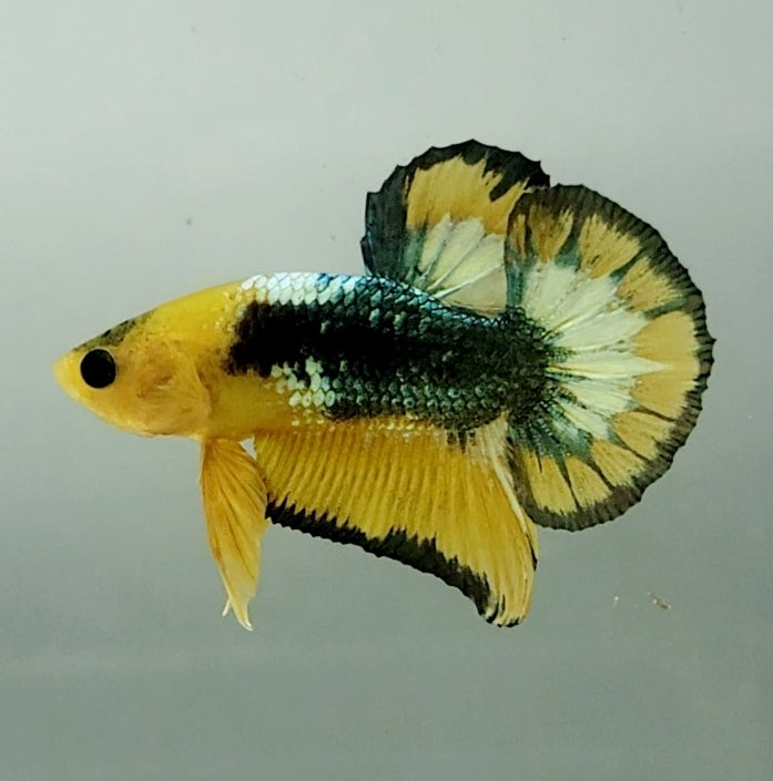 Yellow Fancy Male Betta Fish YF-1339 — JV Betta