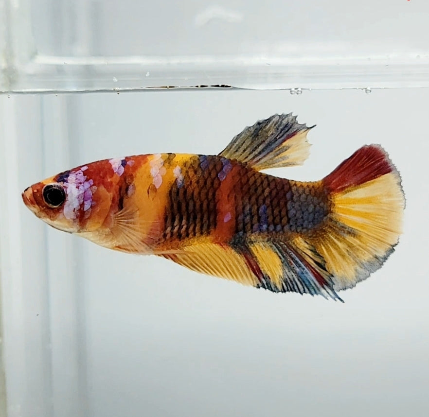 Galaxy Koi Female Betta Fish GK-1380 — JV Betta