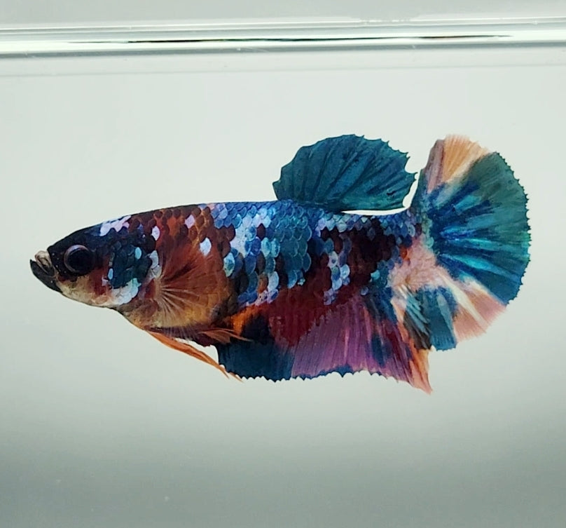 Galaxy Koi Betta Fish Female GK-1528 — JV Betta