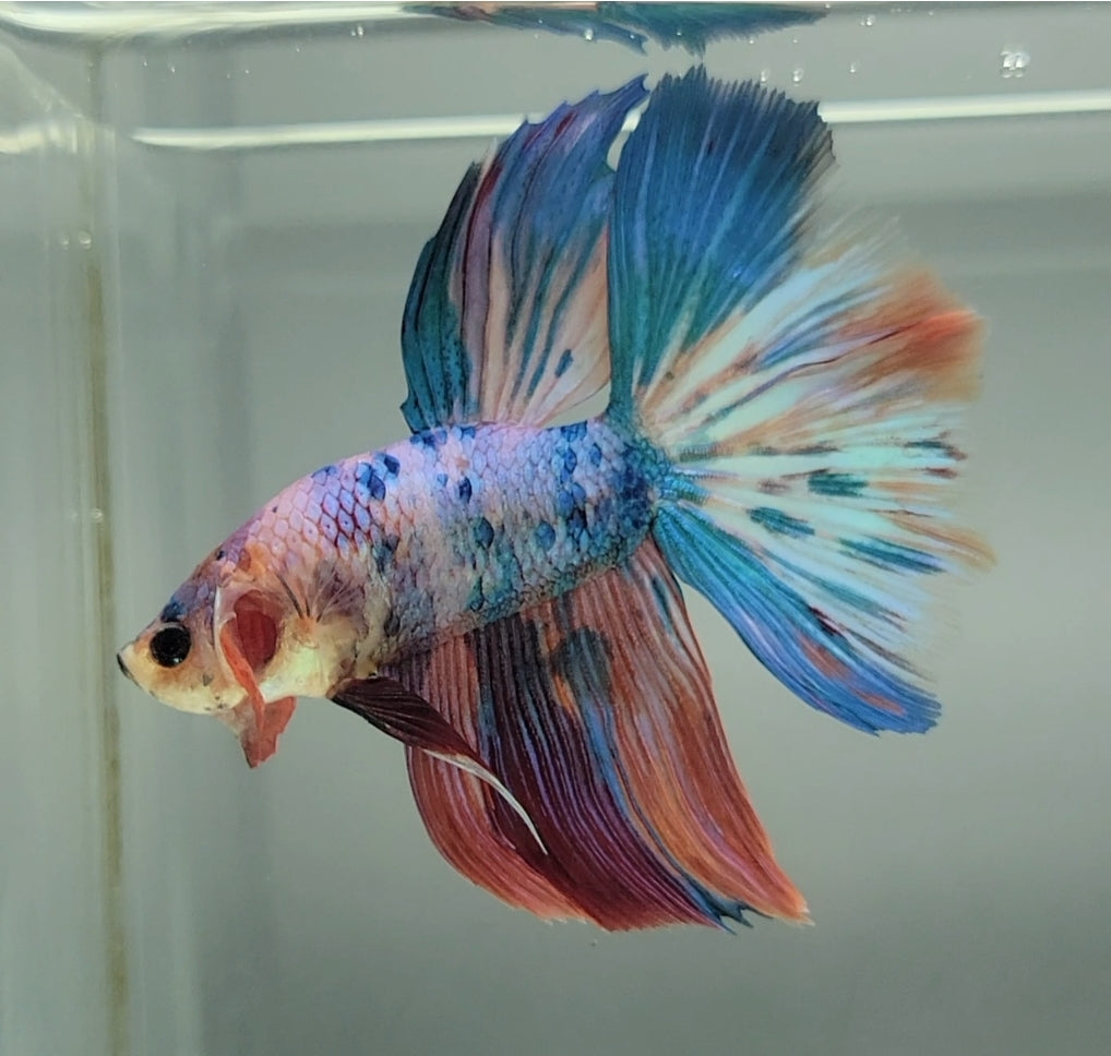 Candy Koi Halfmoon Male Betta Fish GK-1453 — JV Betta