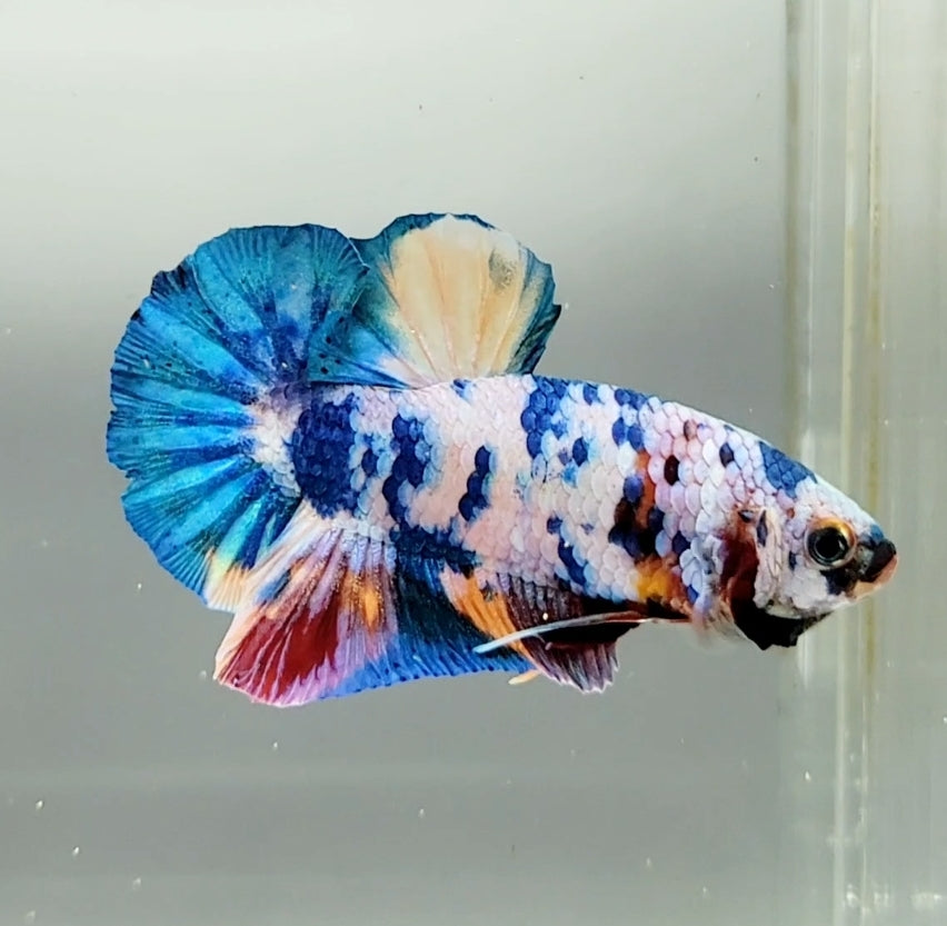 Galaxy Koi Male Betta Fish GK-1423 — JV Betta
