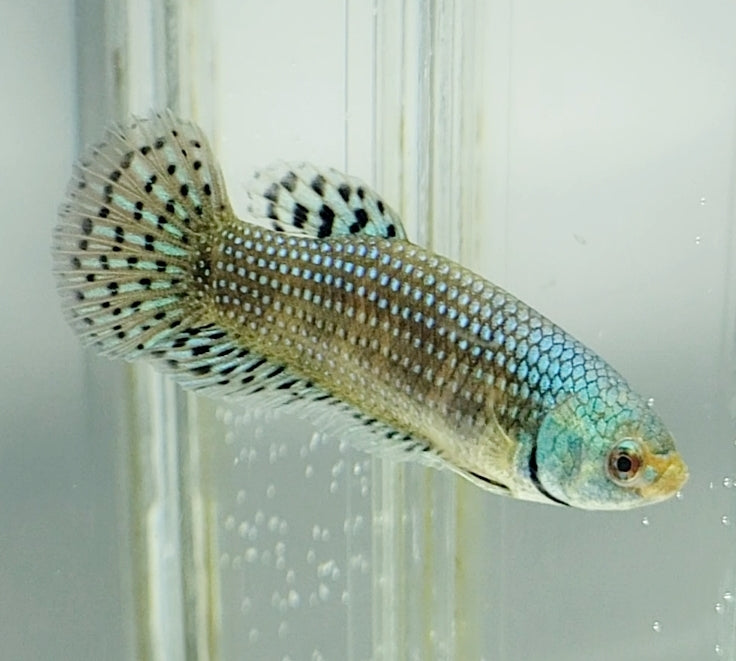 Green Alien Female Betta Fish GA-1442 — JV Betta