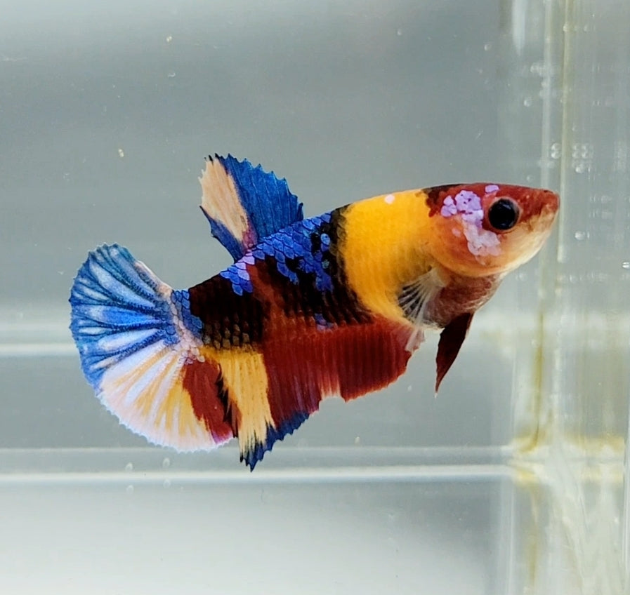Galaxy Koi Female Betta Fish GK-1382 — JV Betta