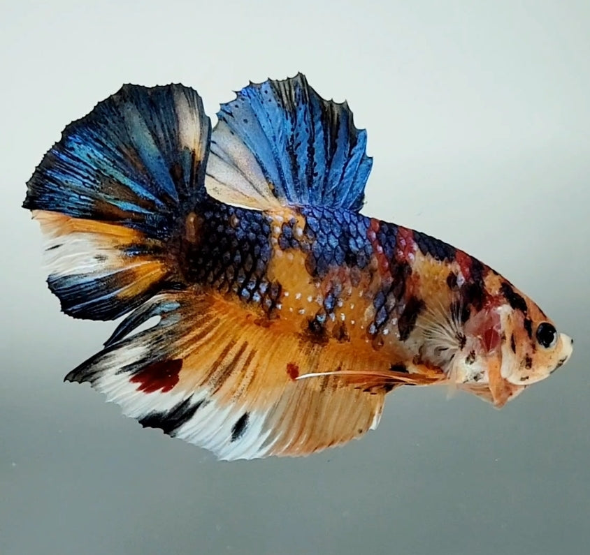 Giant Metallic Koi Male Betta Fish GK-1464 — JV Betta