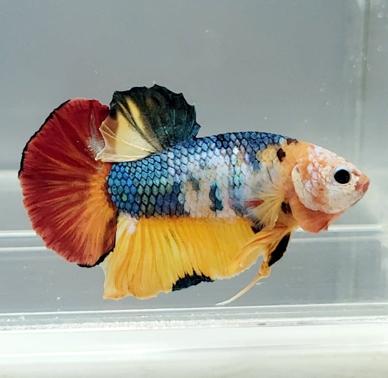 Galaxy Koi Betta Fish Male GK-1519 — JV Betta