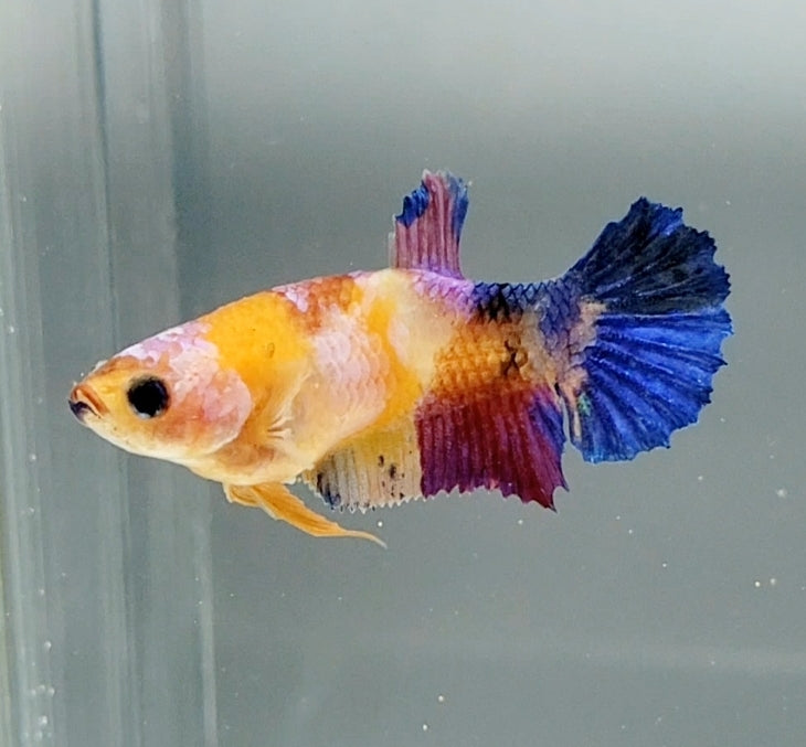 Galaxy Koi Female Betta Fish GK-1425 — JV Betta