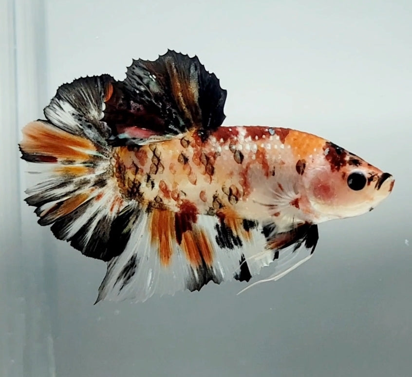 Giant Galaxy Koi Male Betta Fish GK-1463 — JV Betta