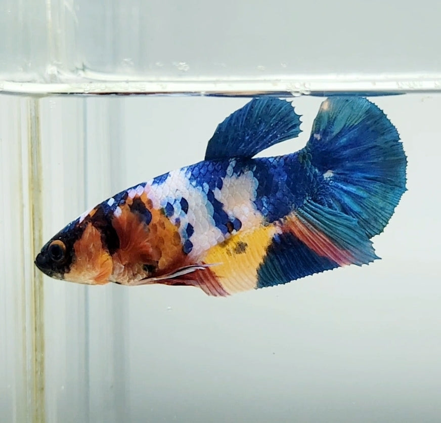 Galaxy Koi Female Betta Fish GK-1400 — JV Betta