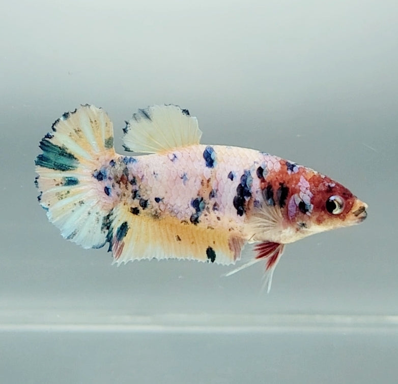 Galaxy Koi Betta Fish Female GK-1527 — JV Betta