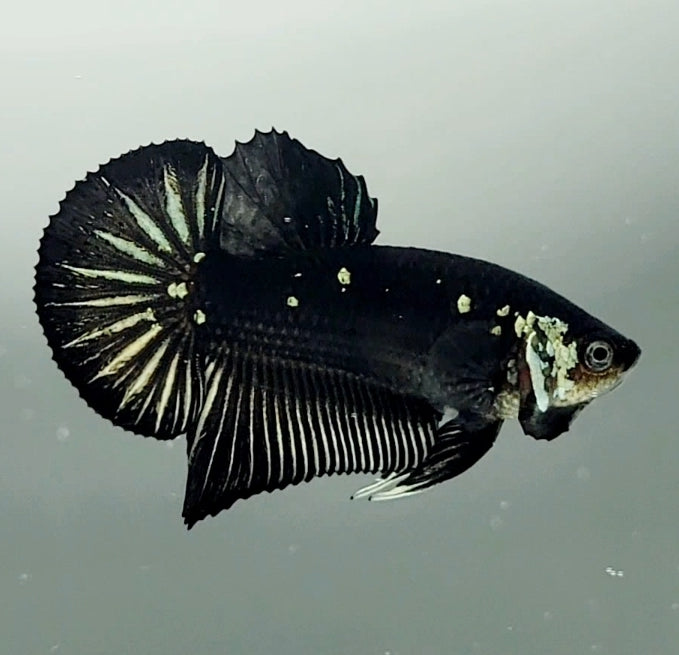 Black Mamba Betta Fish Male BM-1504 — JV Betta