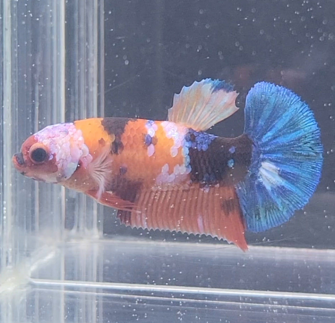 Galaxy Koi Betta Fish Female GK-1646 — JV Betta