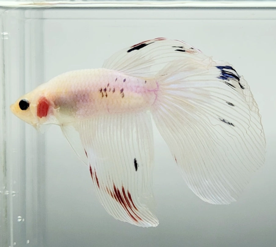 Koi Halfmoon Betta Fish HM-1605 — JV Betta