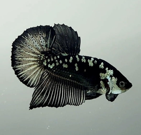Black Mamba Betta Fish Male BM-1503 — JV Betta