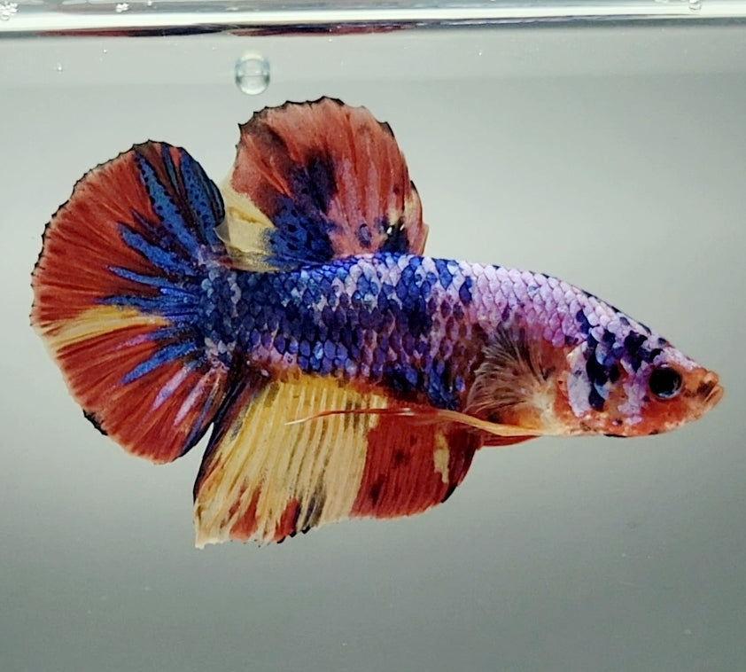 Giant Candy Koi Male Betta Fish GK-1466 — JV Betta