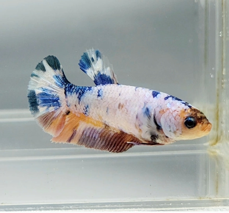 Galaxy Koi Female Betta Fish GK-1394 — JV Betta