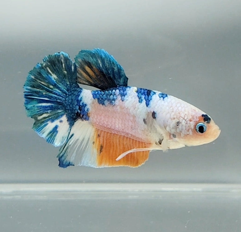 Male Betta Fish | Male Betta Fish for Sale — JV Betta