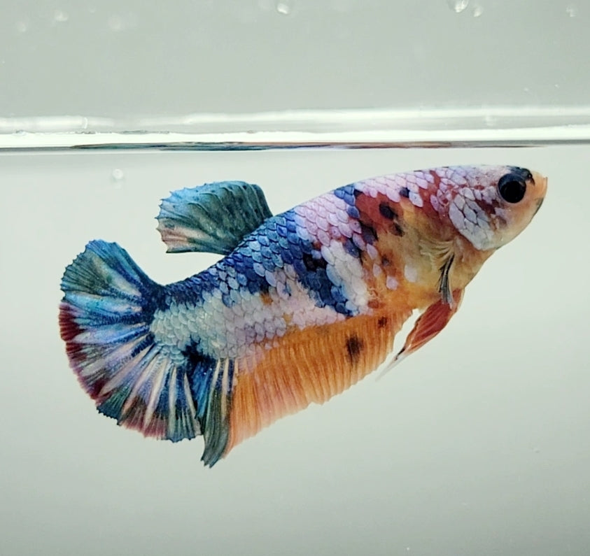 Galaxy Koi Female Betta Fish GK-1435 — JV Betta