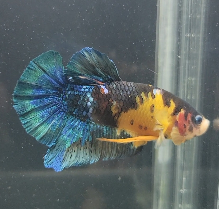 Galaxy Koi Betta Fish Male GK-1619 — JV Betta