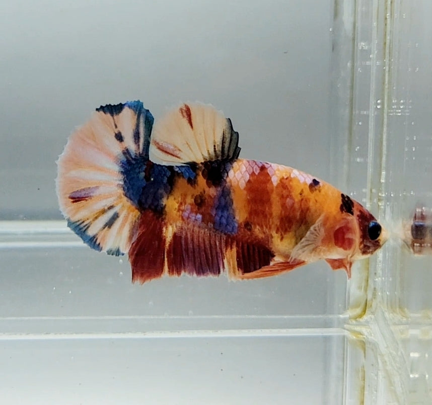 Galaxy Koi Female Betta Fish GK-1383 — JV Betta