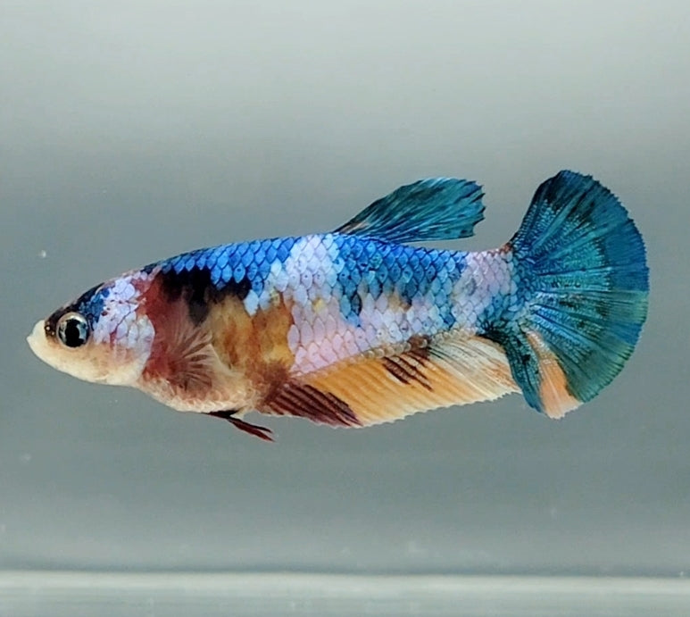 Galaxy Koi Female Betta Fish GK-1589 — JV Betta