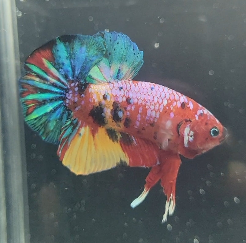 Galaxy Koi Betta Fish Male GK-1643 — JV Betta