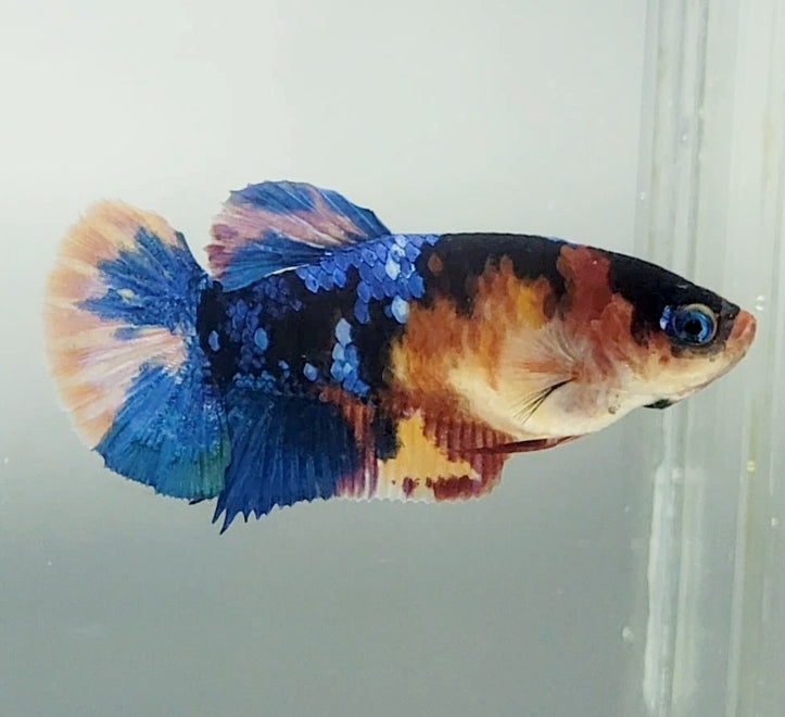 Galaxy Koi Female Betta Fish GK-1576 — JV Betta