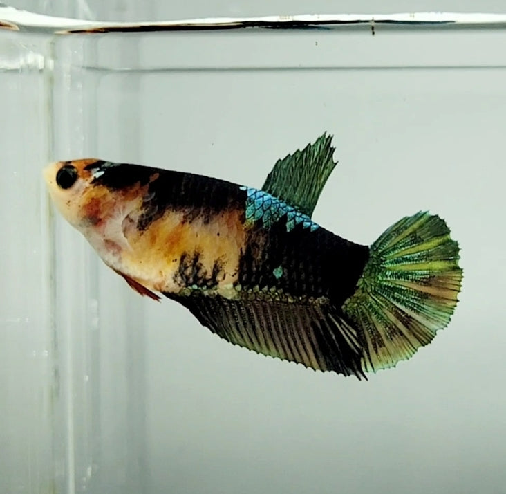 Products — Page 2 — JV Betta