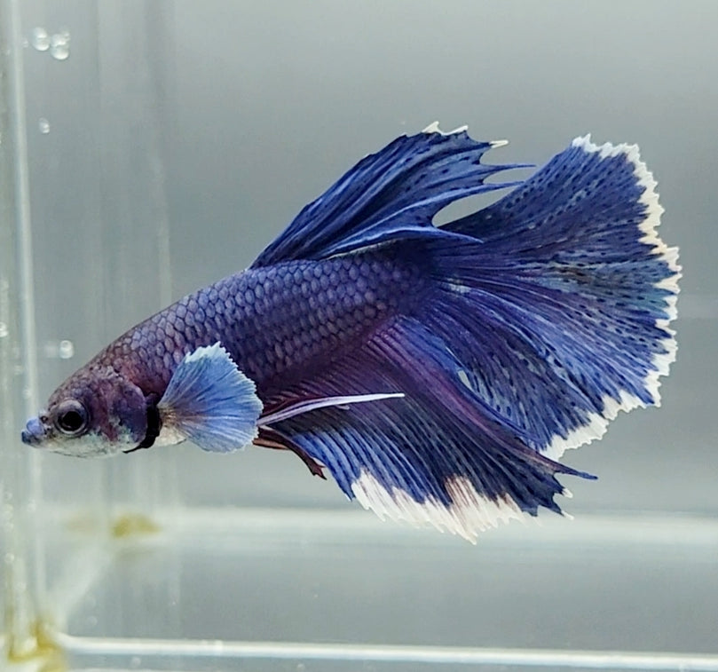 Male Betta Fish | Male Betta Fish for Sale — JV Betta