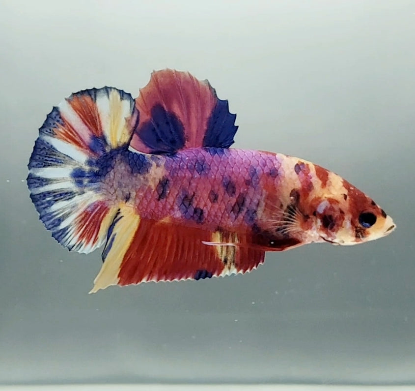 Giant Betta Fish | Giant Betta Fish for Sale — JV Betta