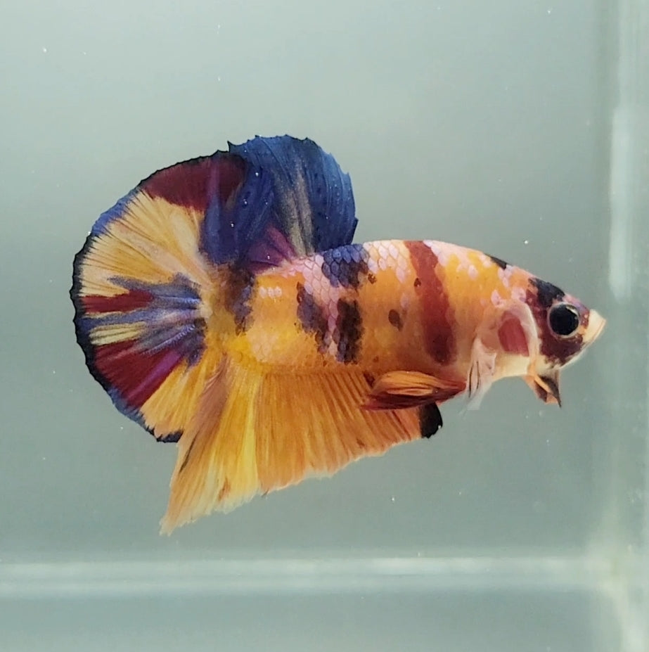 Galaxy Koi Male Betta Fish GK-1316 — JV Betta